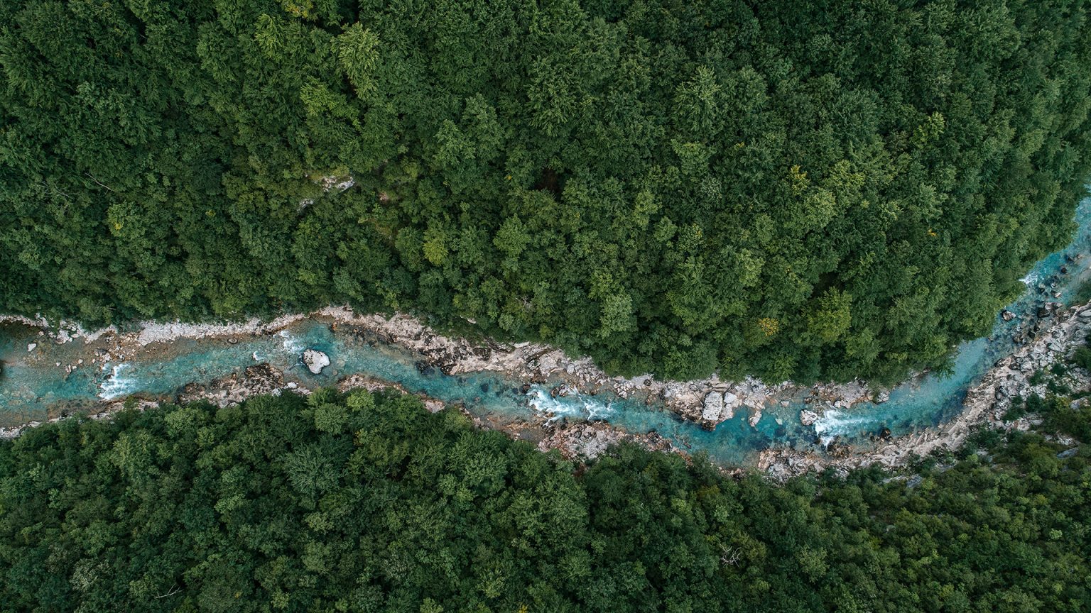 Growth Savings | Forbright Bank